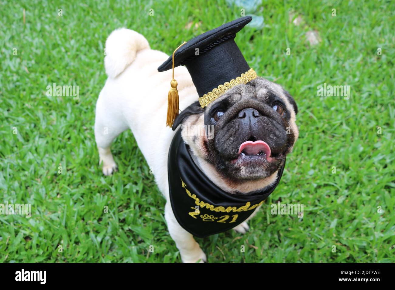 cute pug dog prom Stock Photo - Alamy
