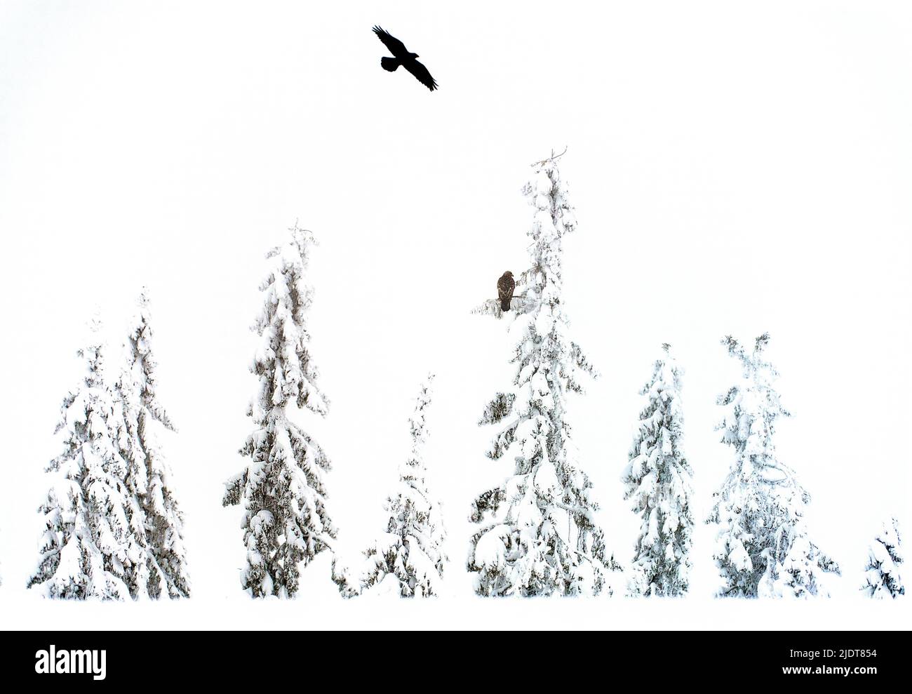 Winter landscape with Golden Eagle and Common Raven, Telemark, Norway ...