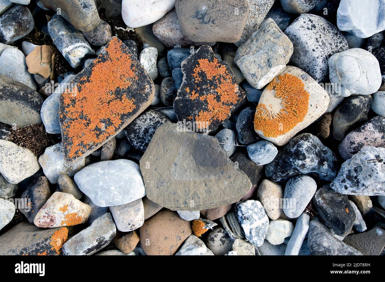 Rocks and lichens at a beach at Hornsund, south-western Spitsbergen ...