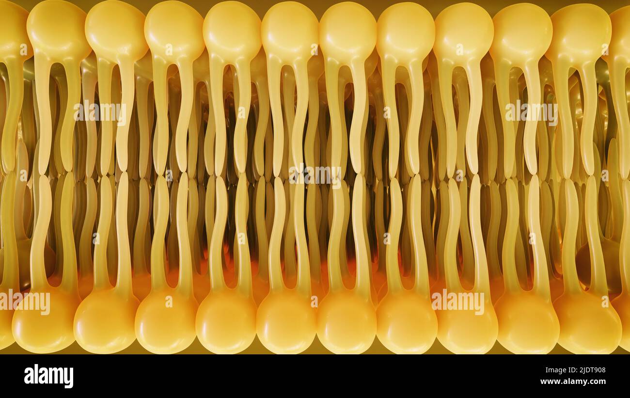 3D rendering lipid bi-layer cell anatomy - 3D Rendering Stock Photo - Alamy