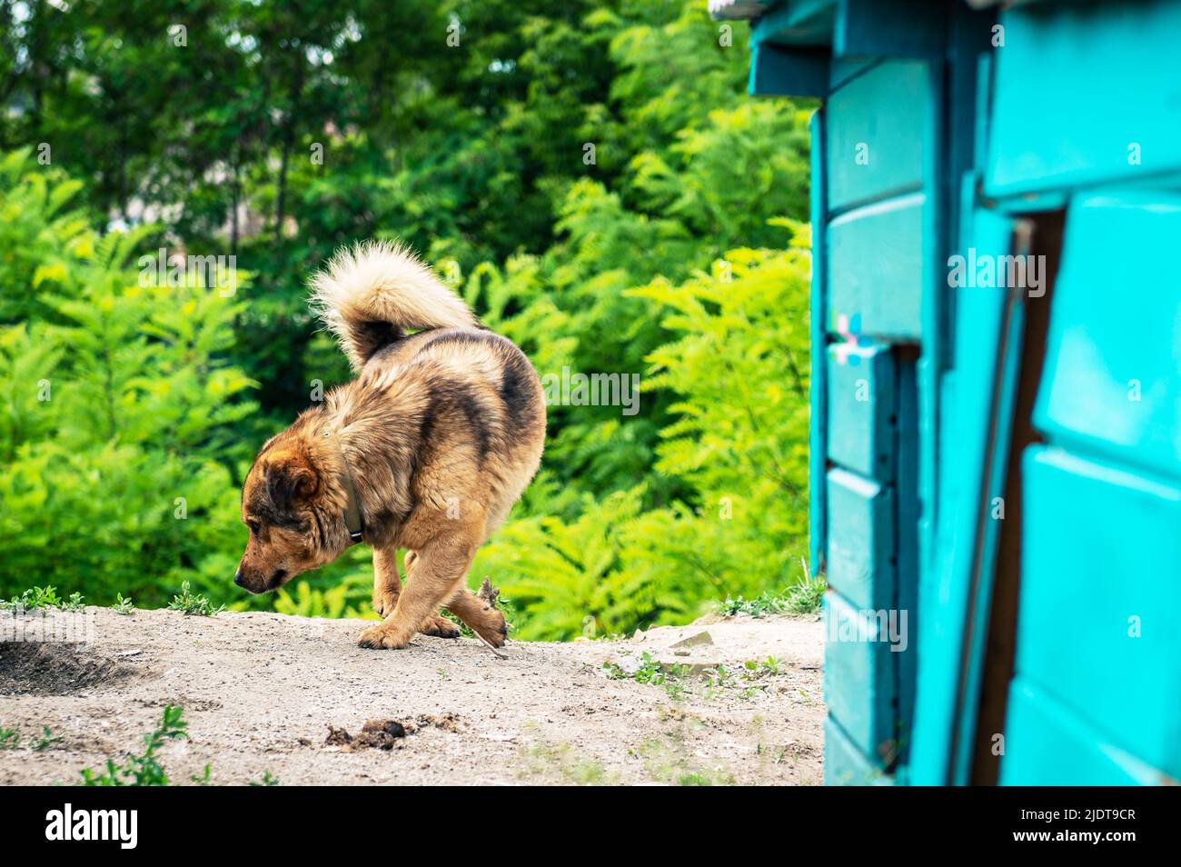 Dog at the shelter. Dogs walking in the animal shelter outdoor ...