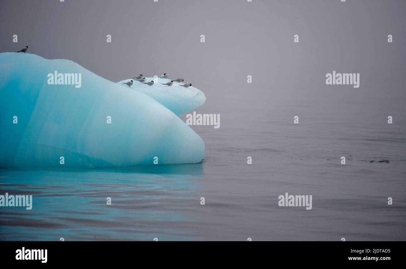 Iceberg with Arctic Terns (Sterna paradisaea) at 81 degrees north, off ...
