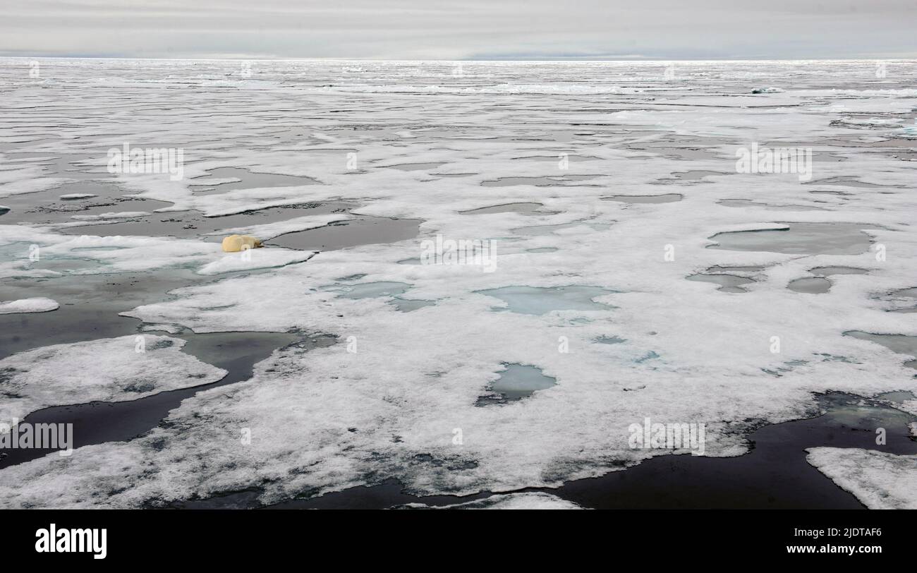 Lonesome polar bear on the melting pack ice at 81,5 degrees north in ...