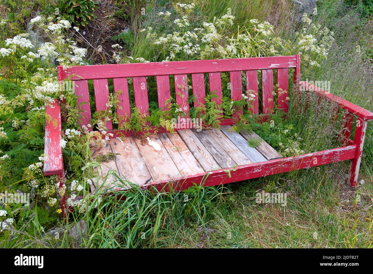 Old bench in a field of flowers in Henningsvaer, Lofoten, Norway Stock ...