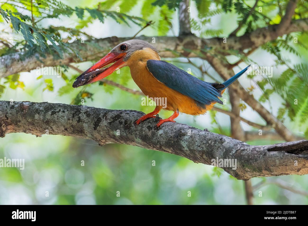 One big beautiful bill hi-res stock photography and images - Alamy