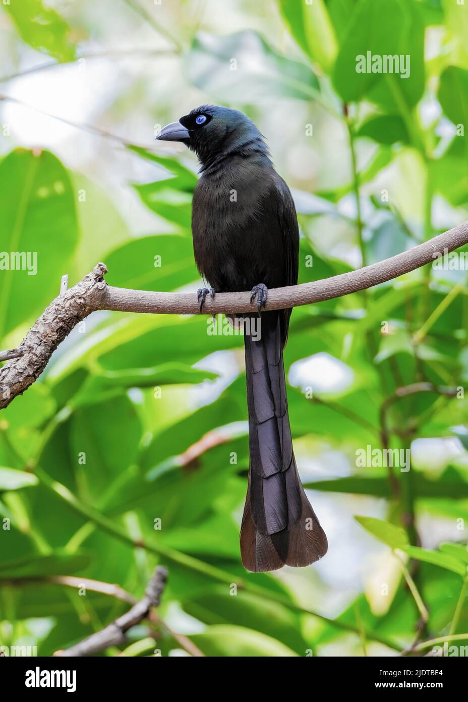Racket-tailed Treepie bird on atree Stock Photo - Alamy