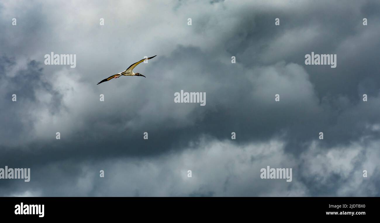 Everglades storm hi-res stock photography and images - Alamy