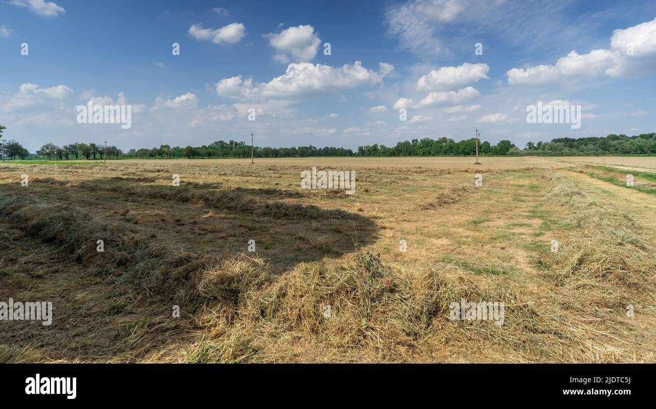 Hay drying in the field with blue sky with white clouds, Padan plain in ...
