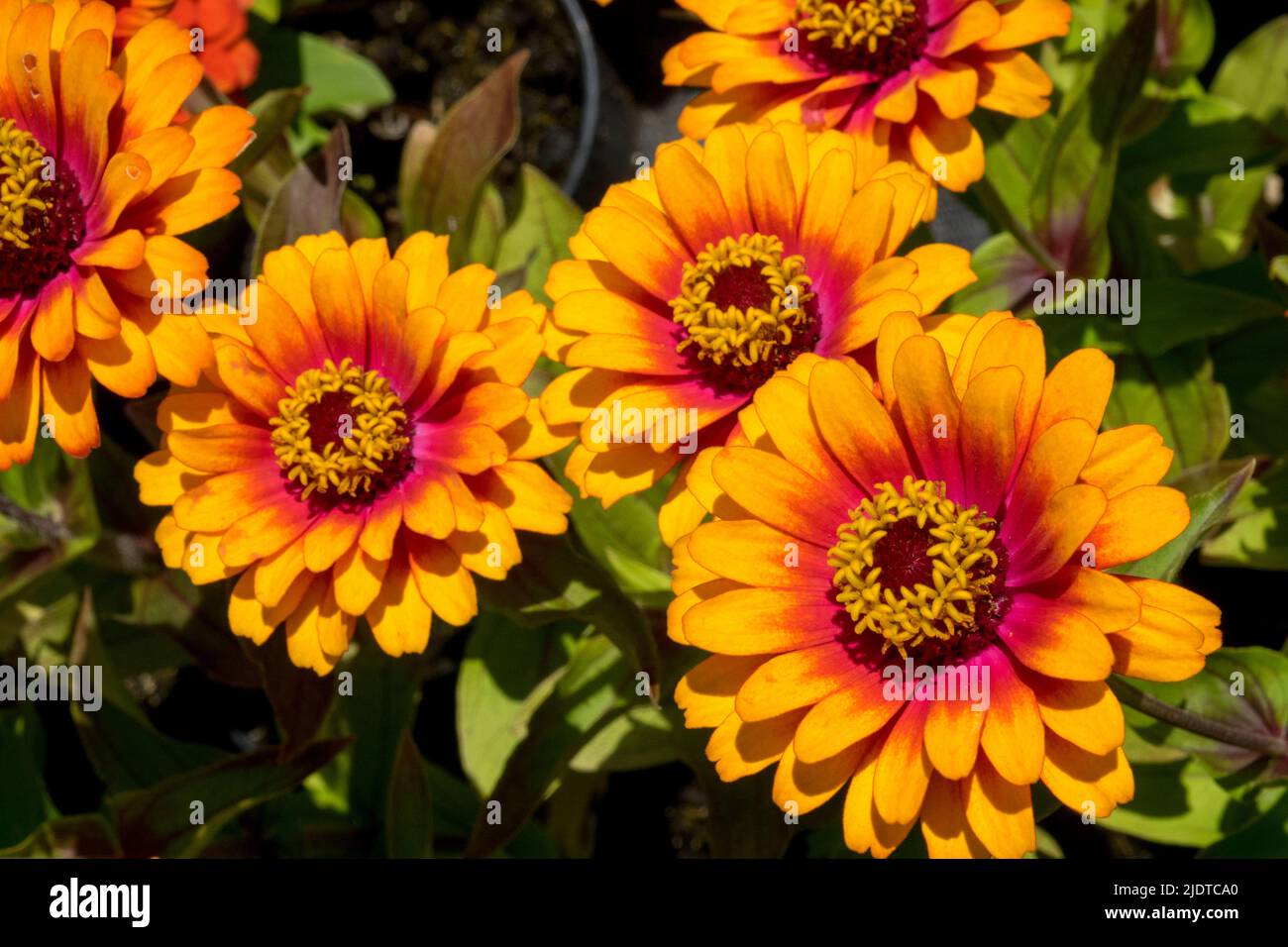 Zinnia "Yellow Flame", Blossoms, Orange, Zinnia elegans, Summer ...