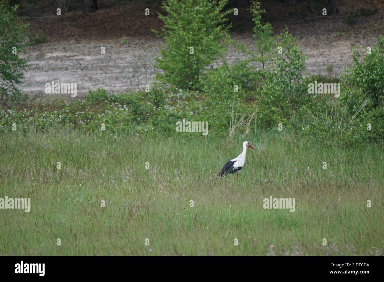 Black and white stork walking on meadow Stock Photo - Alamy