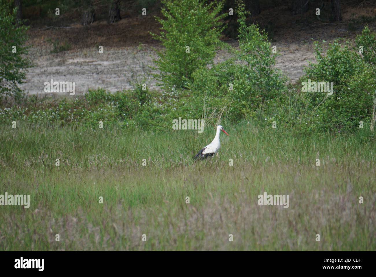 Black and white stork walking on meadow Stock Photo - Alamy