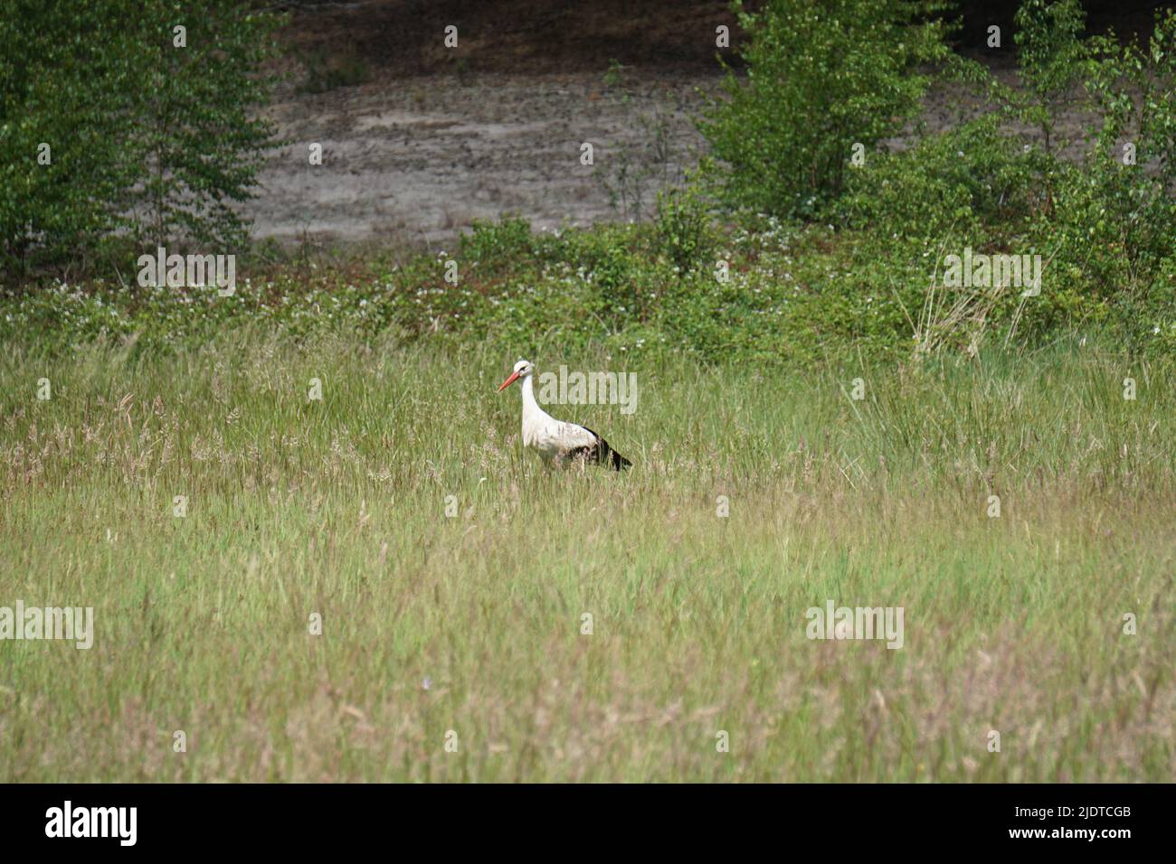 Black and white stork walking on meadow Stock Photo - Alamy