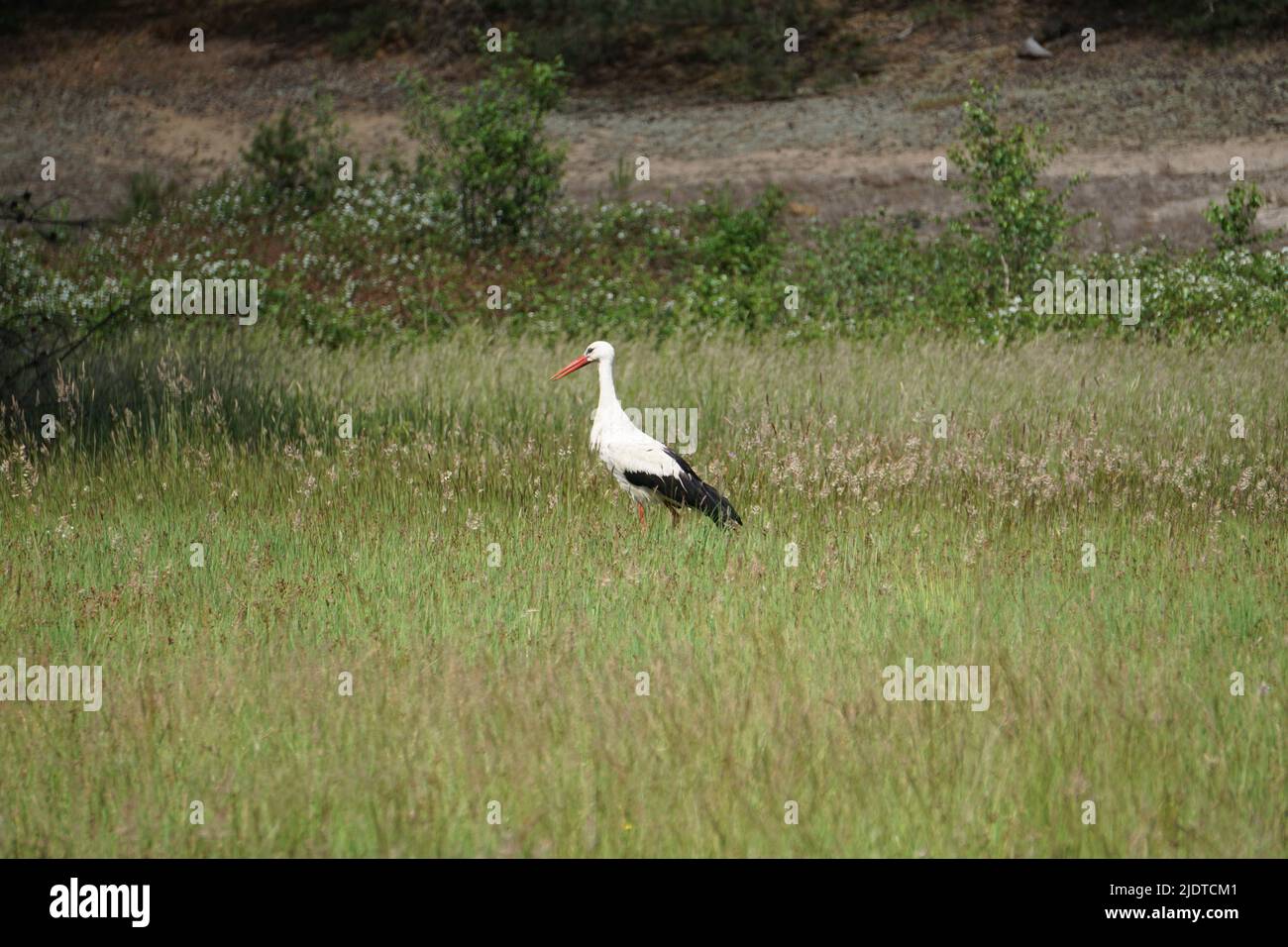 Black and white stork walking on meadow Stock Photo - Alamy