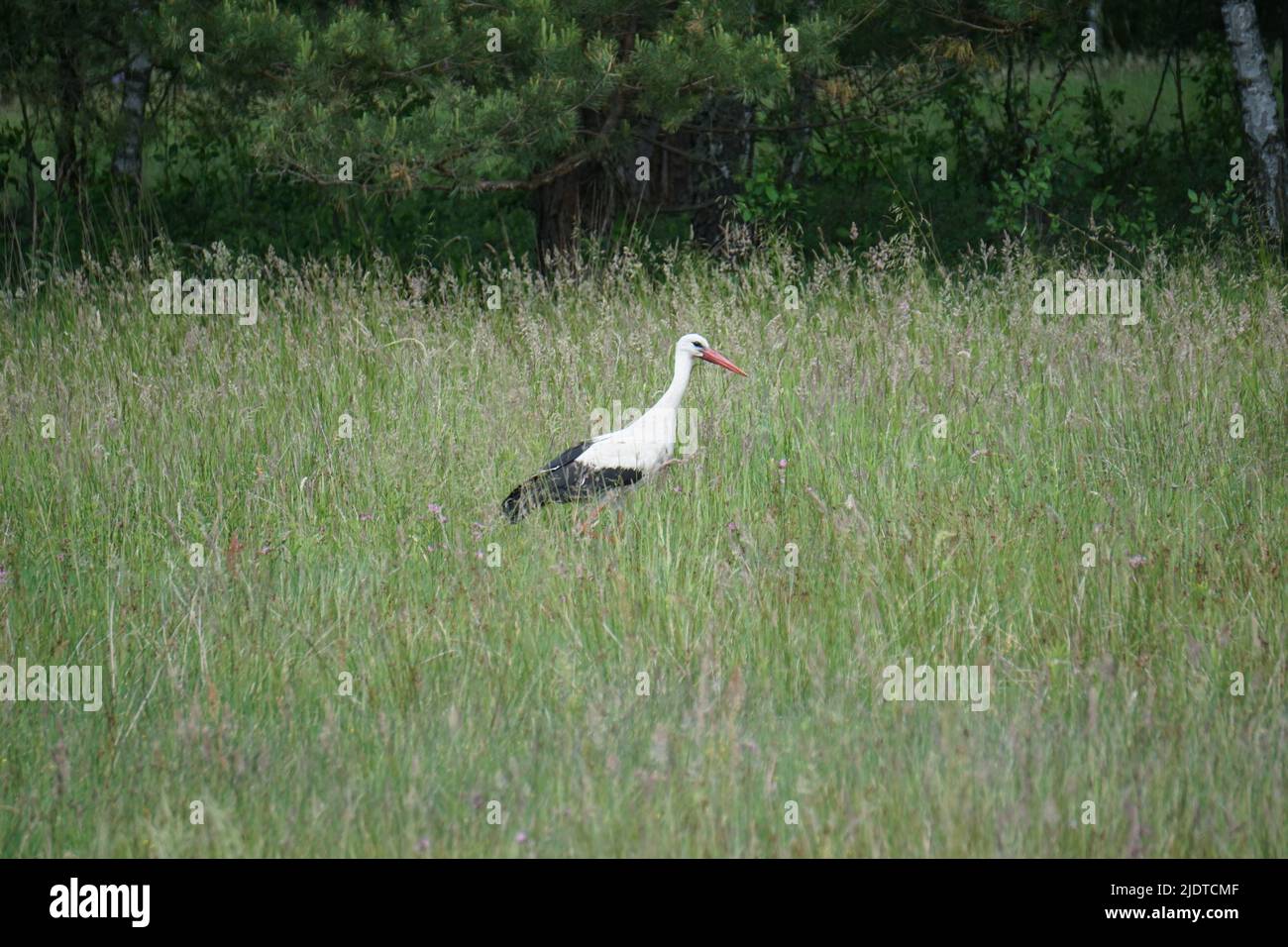 Black and white stork walking on meadow Stock Photo - Alamy