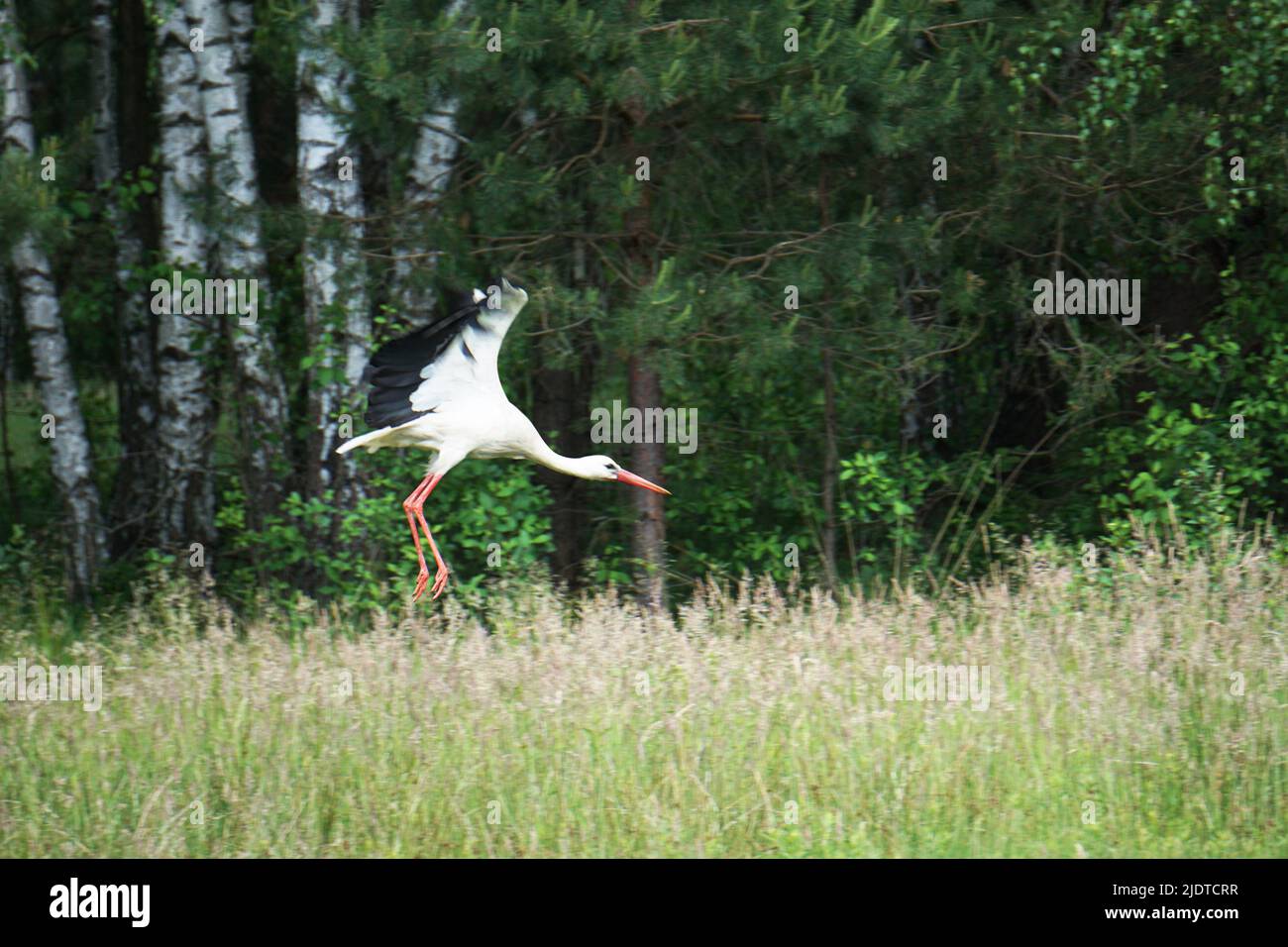 Flying stork, trees on second plan Stock Photo - Alamy