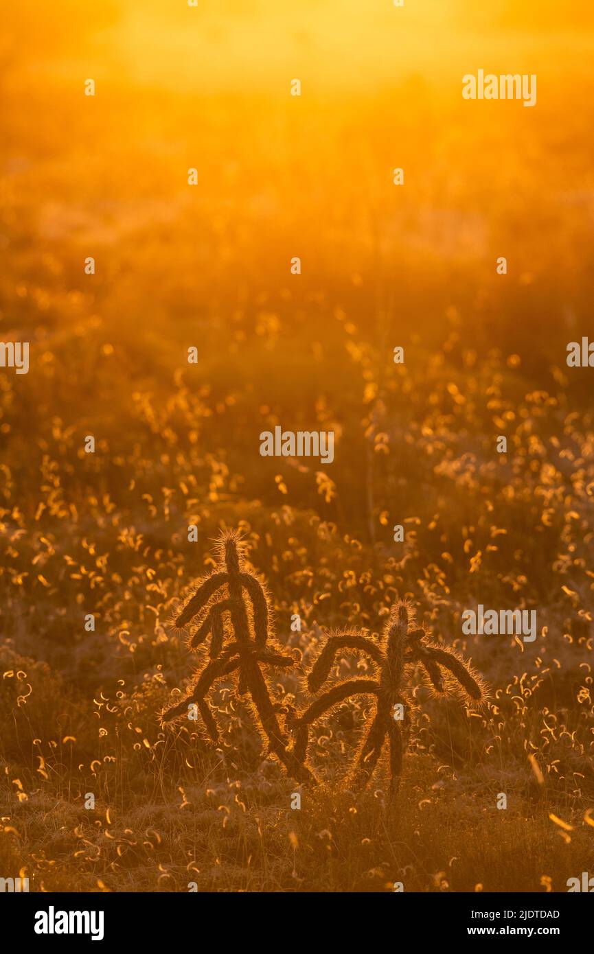 Gold cholla hi-res stock photography and images - Alamy