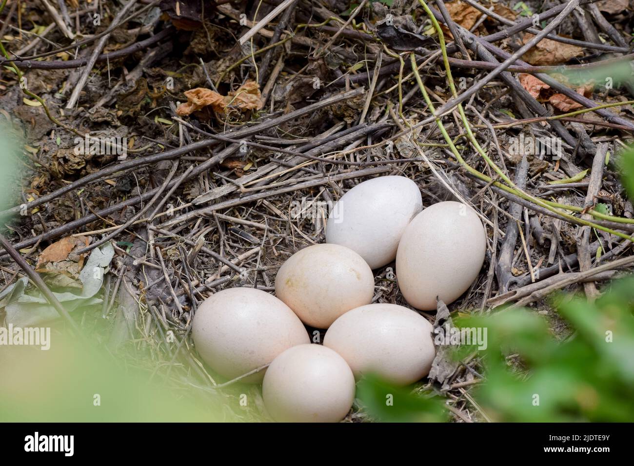 The eggs of peacock in it's nest. Wildlife Scene of Nature in India ...