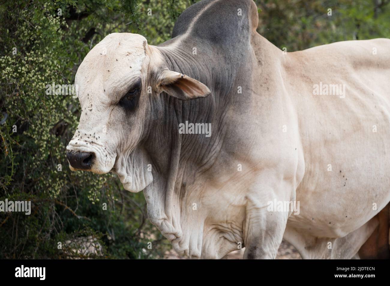 Zebu African Cattle Stock Photo - Alamy