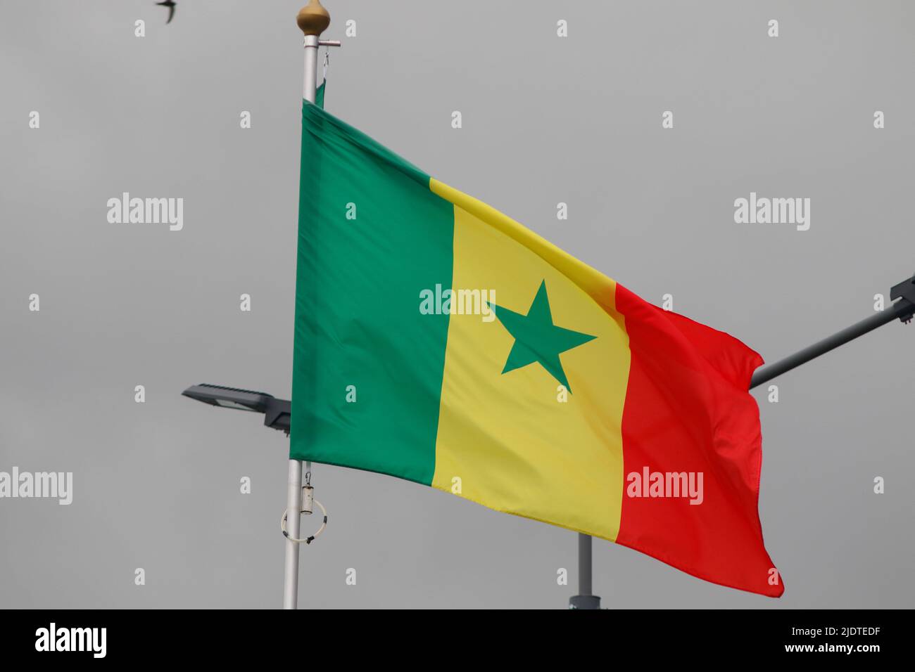 The flag of Senegal seen in the gallery of flags of the participating ...