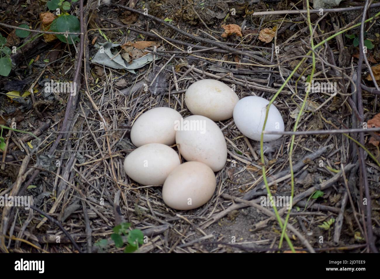 The eggs of peacock in it's nest. Wildlife Scene of Nature in India ...