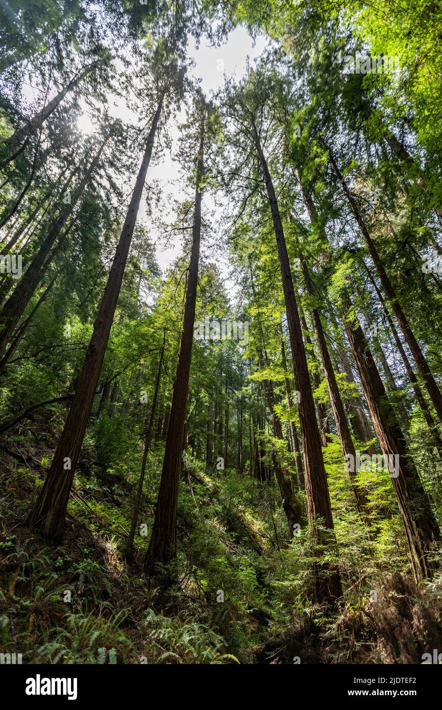 Redwood trees in forest hi-res stock photography and images - Alamy