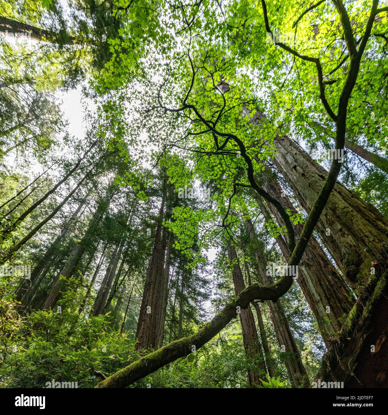 USA, California, Mill Valley, Redwood trees in forest Stock Photo - Alamy