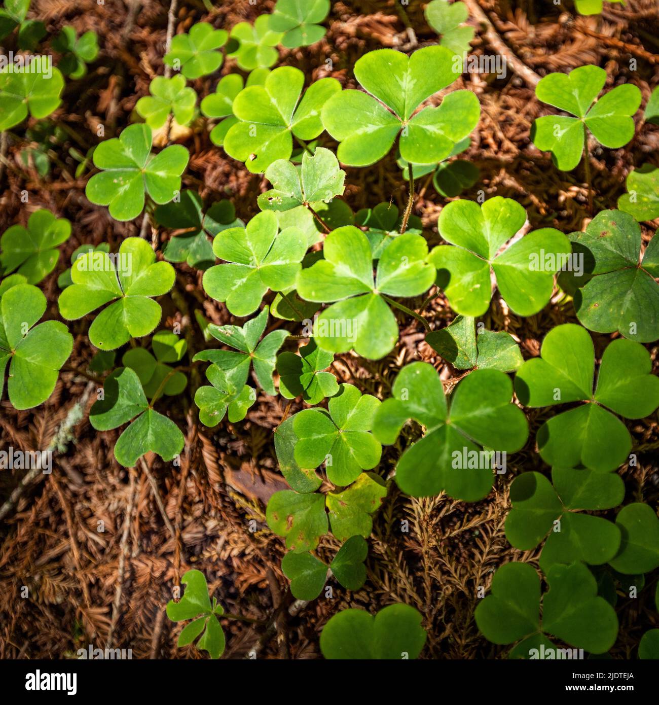 Clover leaves in Henry Cowell Redwoods State Park Stock Photo - Alamy