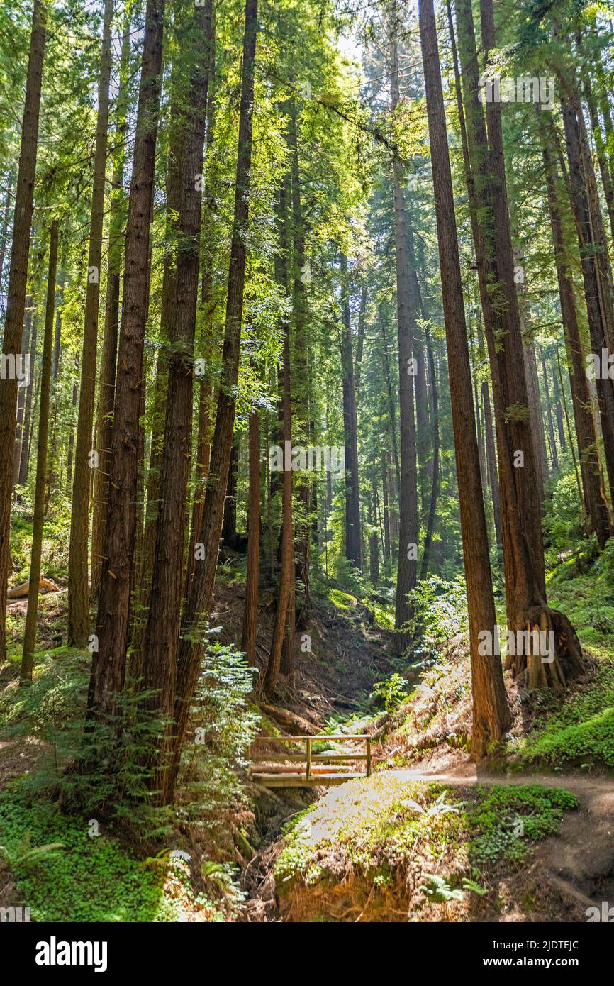 USA, California, Felton, Redwood trees in Henry Cowell Redwoods State ...