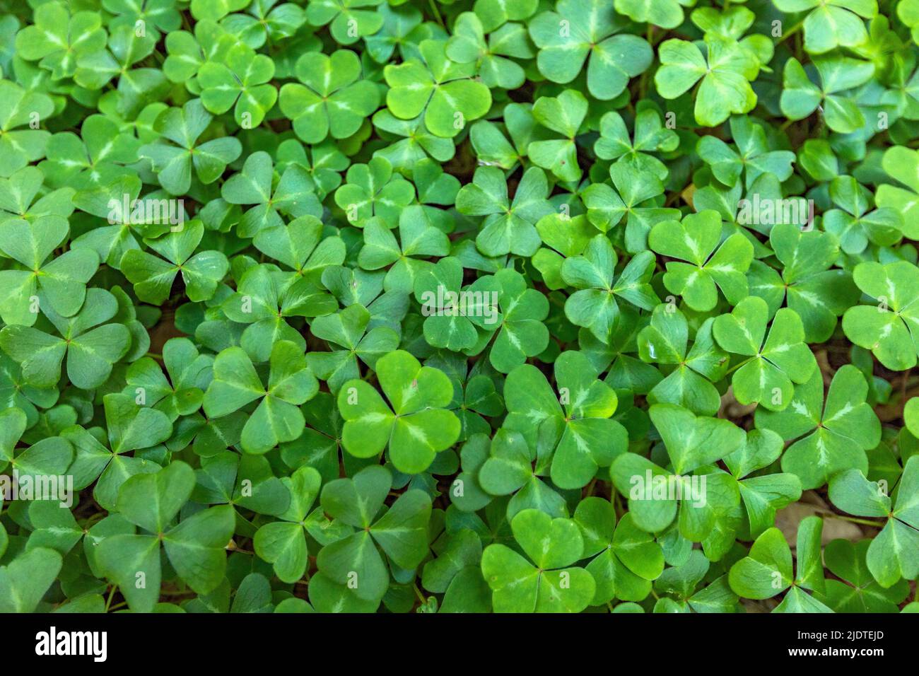 Clover leaves in Henry Cowell Redwoods State Park Stock Photo - Alamy
