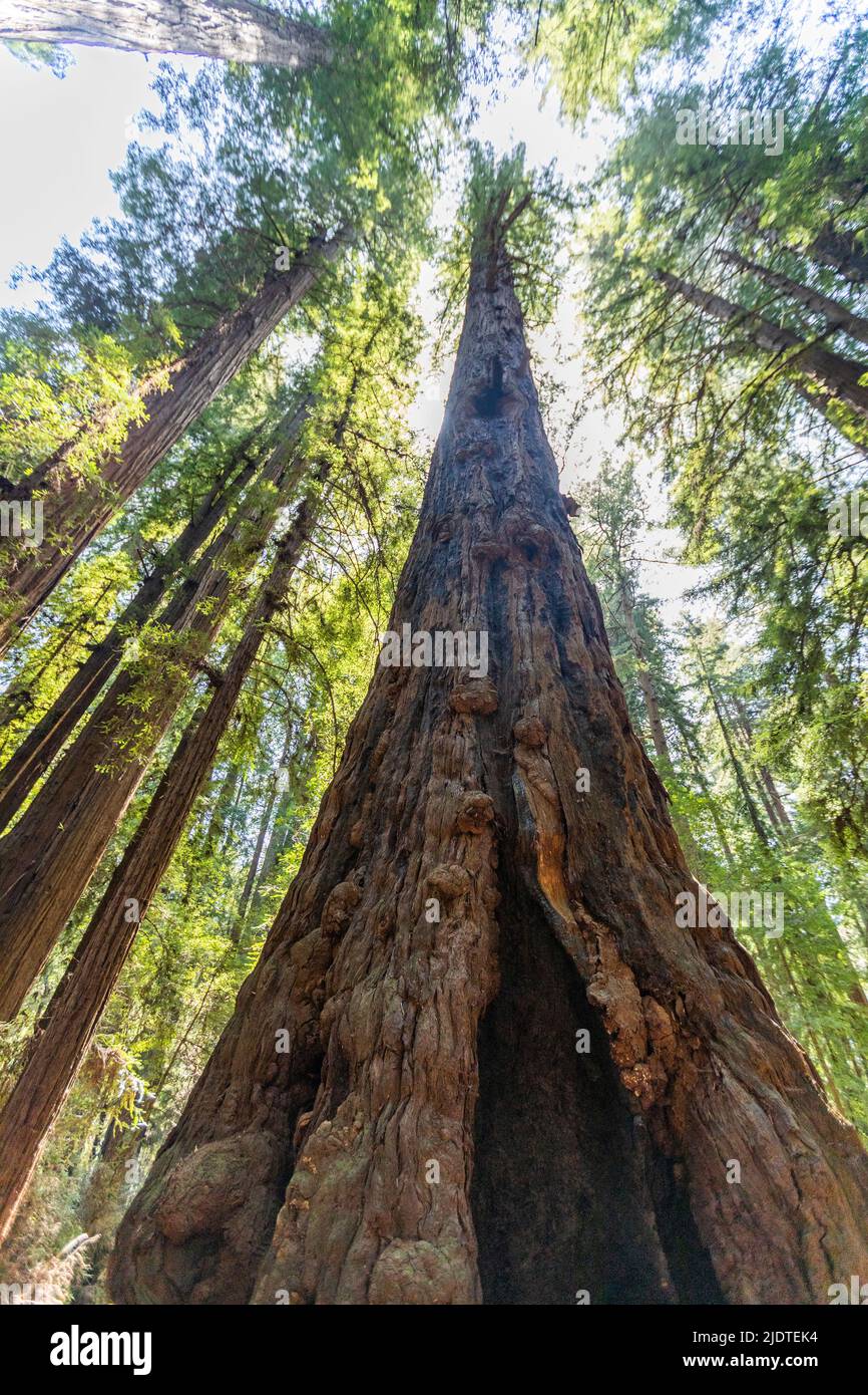 USA, California, Felton, Redwood trees in Henry Cowell Redwoods State ...