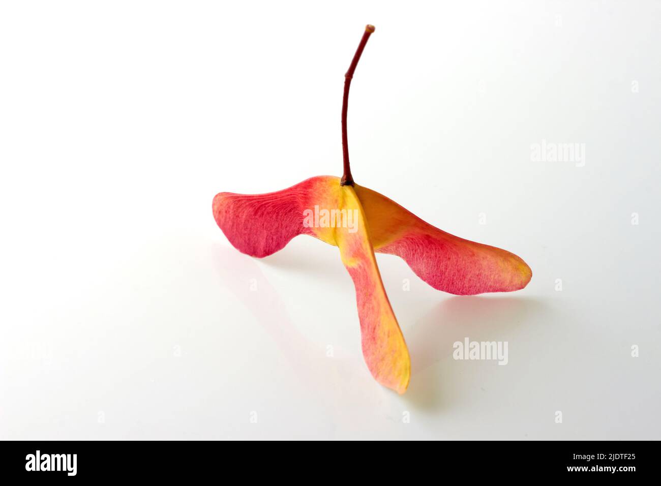 Unusual three lobed maple seeds pods in bright red yellow color ...