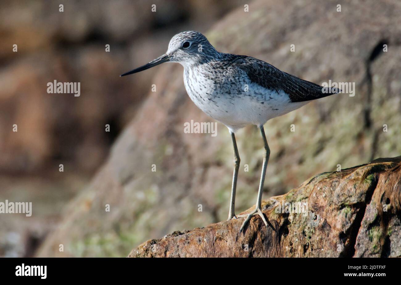Common Greenshank (Tringa nebularia) from Hidra, south-western Norway ...