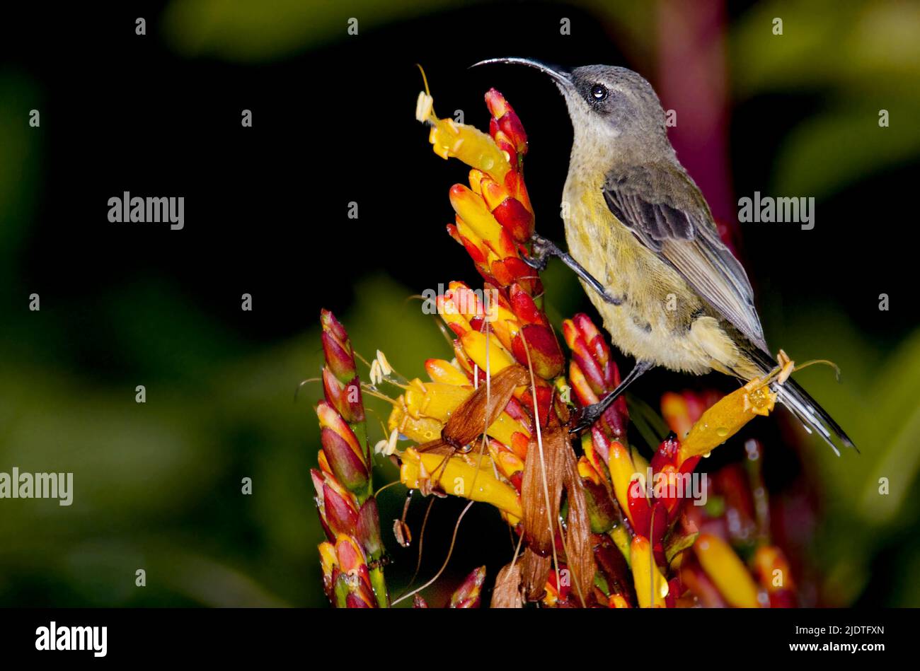 Sunbird (Cinnyris sp.), possibly female of Variable Sunbird (C ...