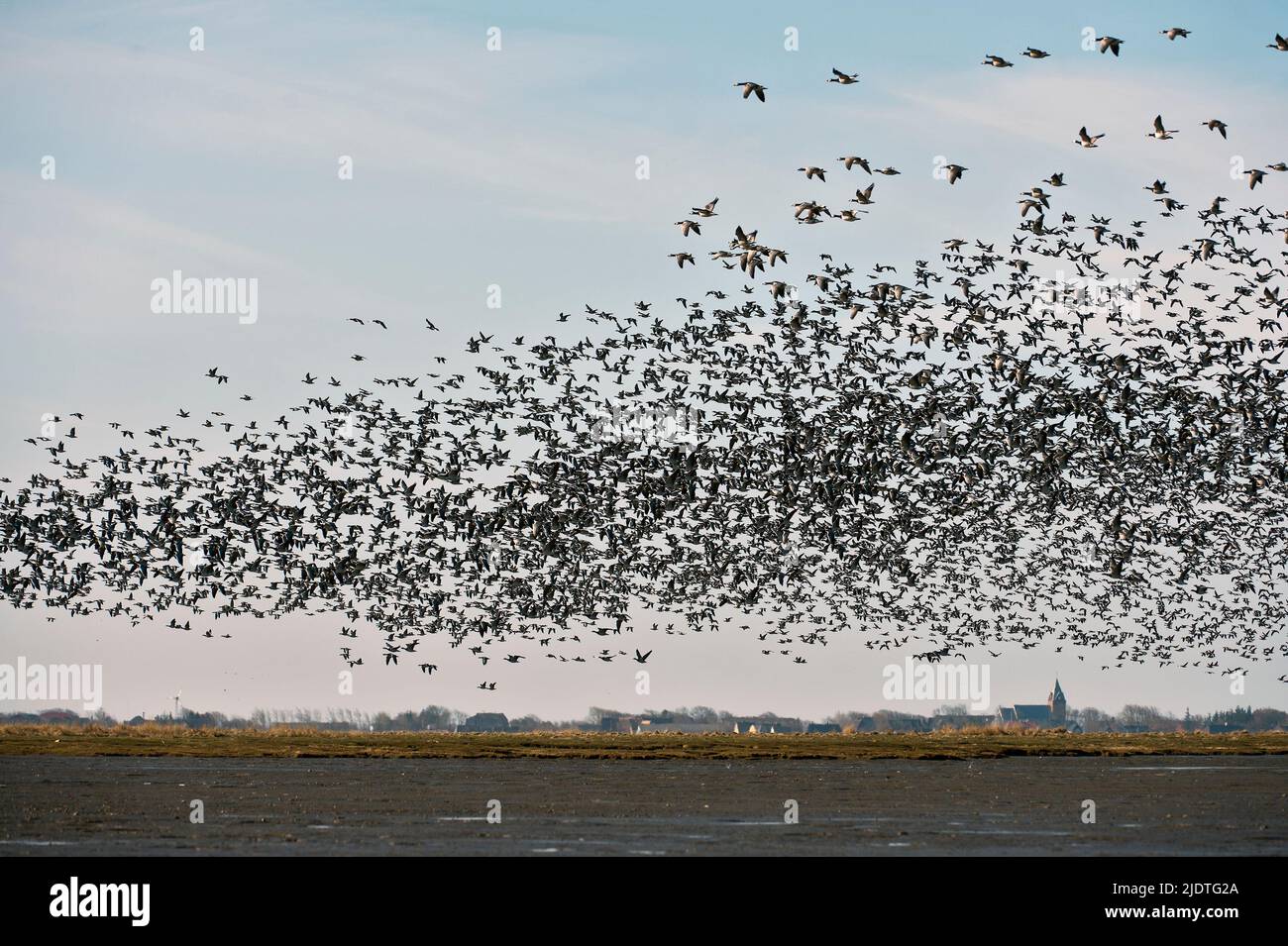 Large flock of Barnacle Geese during their annual migration close to ...