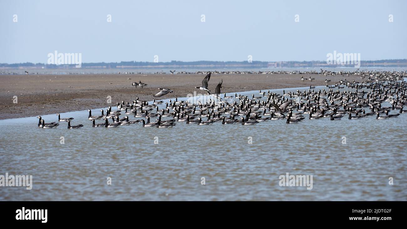 Danmark2013 hi-res stock photography and images - Alamy