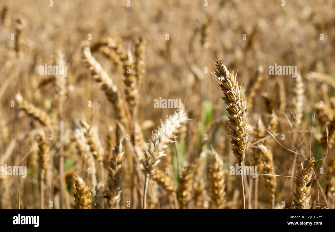 Grano di coltivazione hi-res stock photography and images - Alamy