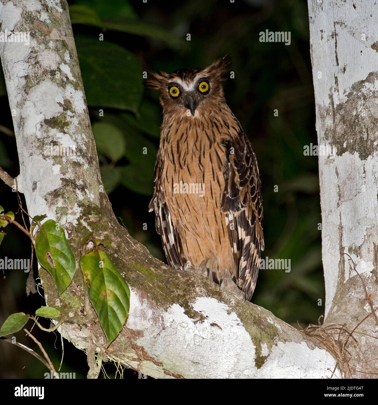 Malay fish owl (Bubo ketupu) from Tabin, Sabah, Borneo Stock Photo - Alamy