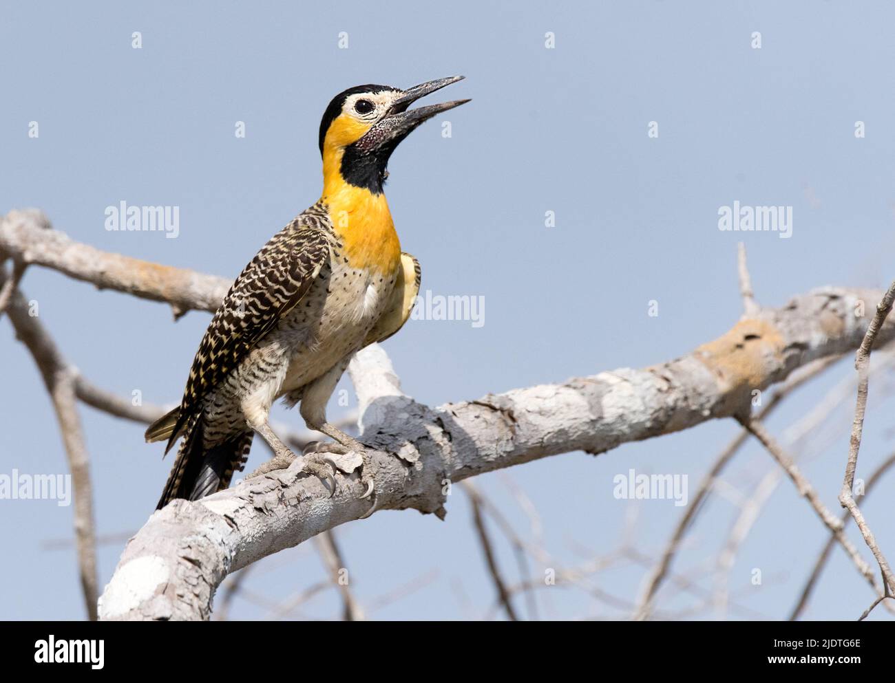 Campo flicker (Colaptes campestris) from Pantanal, Brazil Stock Photo ...