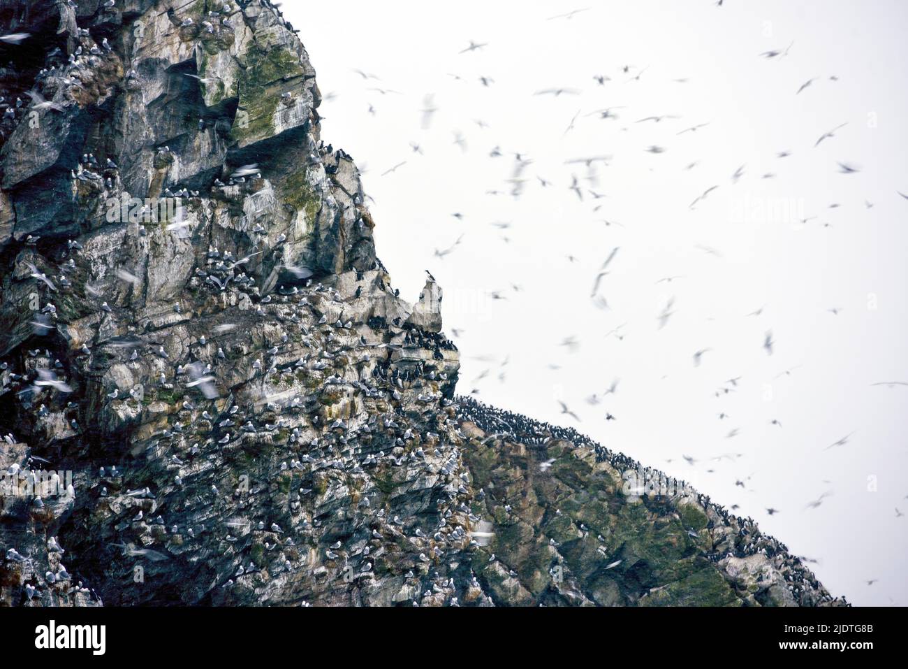 Thousands of birds in the magnificent bird cliff at Hornøya, off Vardø ...