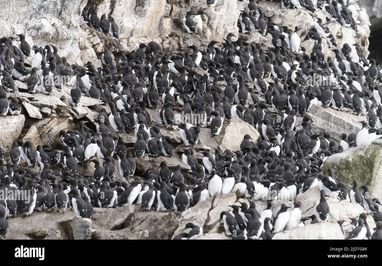 Large flock of common guillemots (Uria aalge) in the steep bird cliff ...