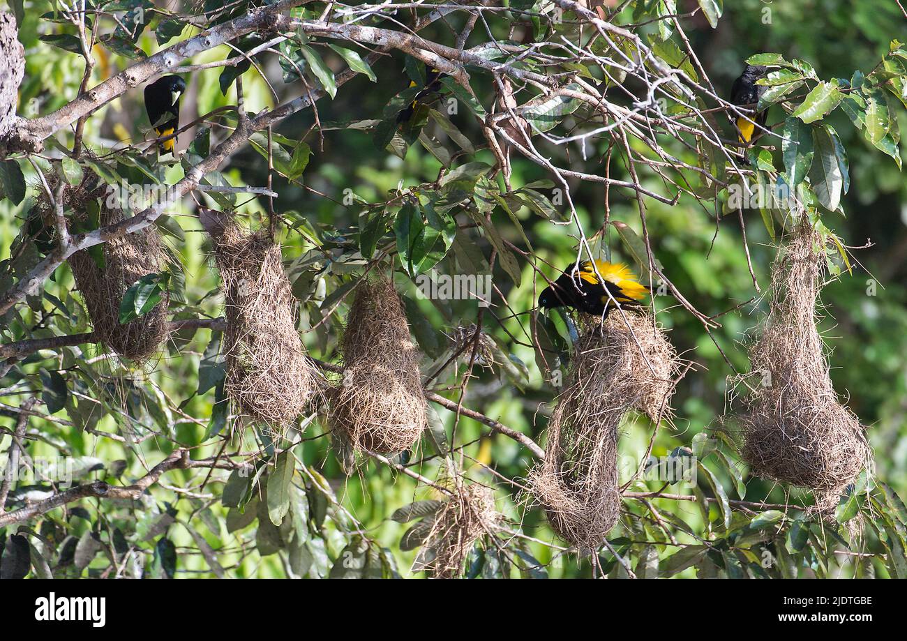 Yellow-rumped cacique (Cacicus cela) displaying at their nests ...