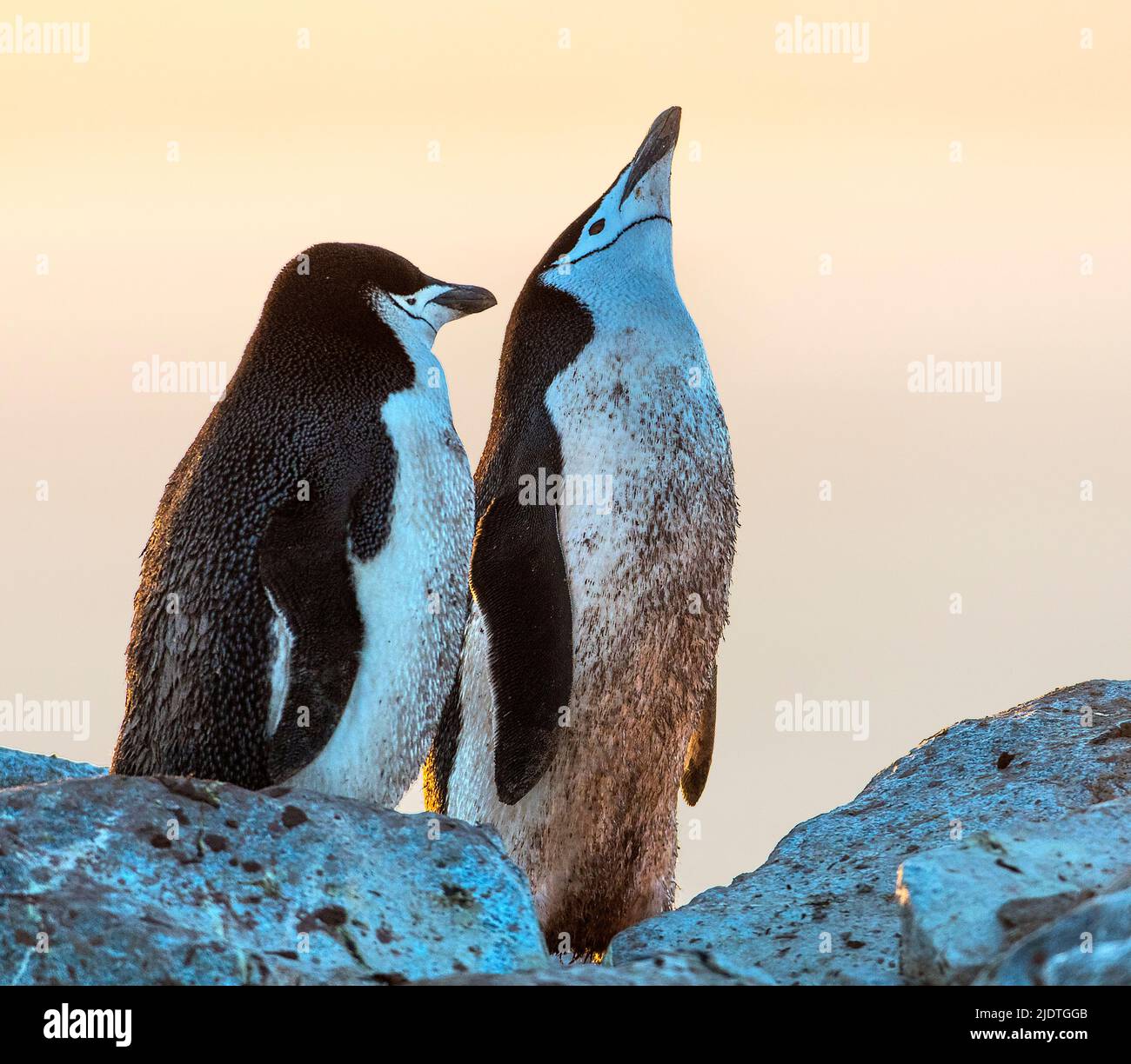 Pair of Chinstrap Penguins (Pygoscelis antarctica) at Useful Island ...