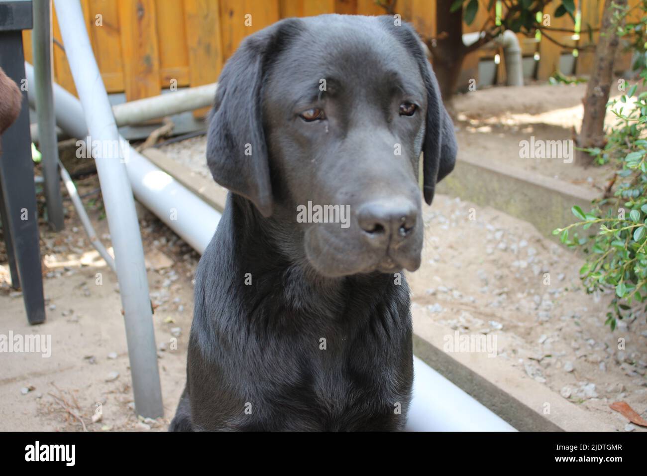 Photograph of a black Labrador Retriever. Labrador puppy in close-up ...