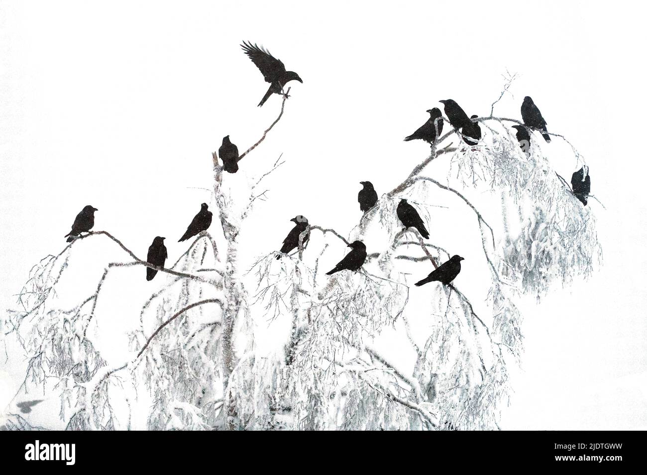 Large group of Common Ravens (Corvus corax) from Telemark, Norway Stock ...