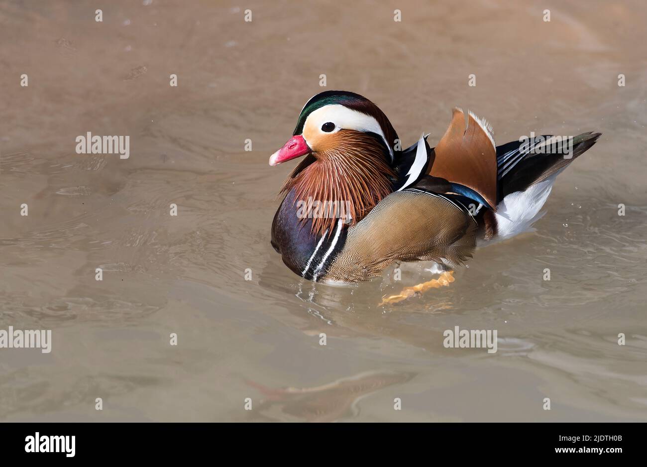 Male Mandarin Duck (Aix galericulata) from Wildlife World Zoo, Phoenix ...