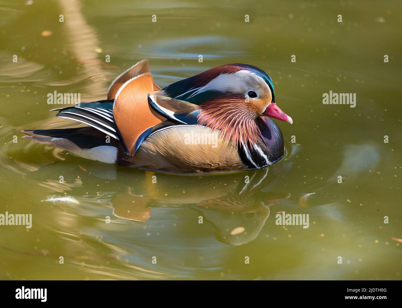 World wildlife zoo phoenix hi-res stock photography and images - Alamy
