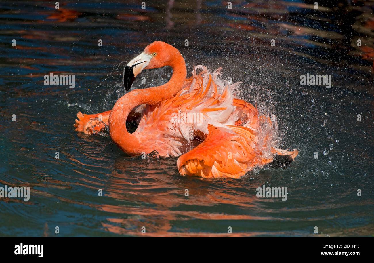 World wildlife zoo phoenix hi-res stock photography and images - Alamy