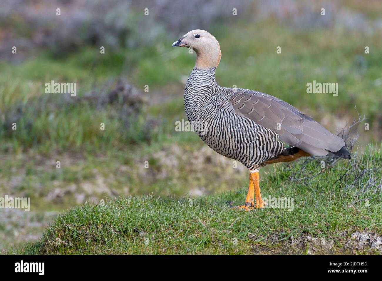 Ruddy-headed goose (Chloephaga rubidiceps) from Saunders Island, the ...