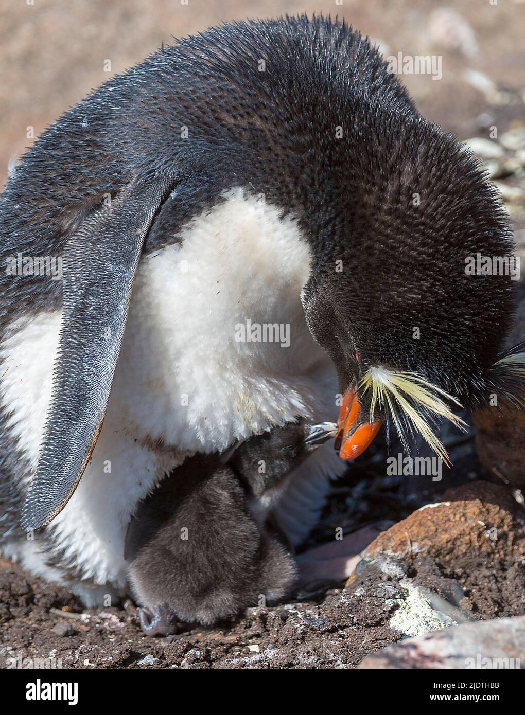 Southern rockhopper penguin (Eudyptes chrysocome) feeding it's newly ...