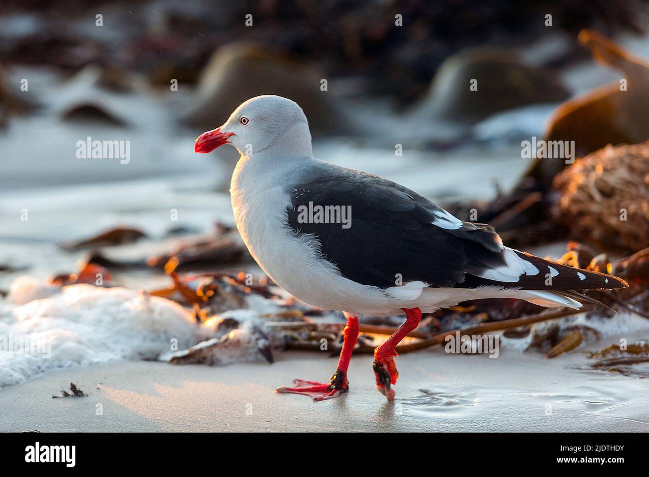 Dolphin Gull (Leucophaeus scoresbii) from Saunders Island, the Falkland ...